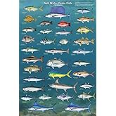 Amazon.com: The Picture Peddler Fresh Water Game Fish of North America ...