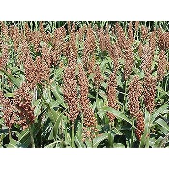Amazon.com : 100 WILD GAME FOOD PLOT SORGHUM aka MILO Deer & Game Bird ...