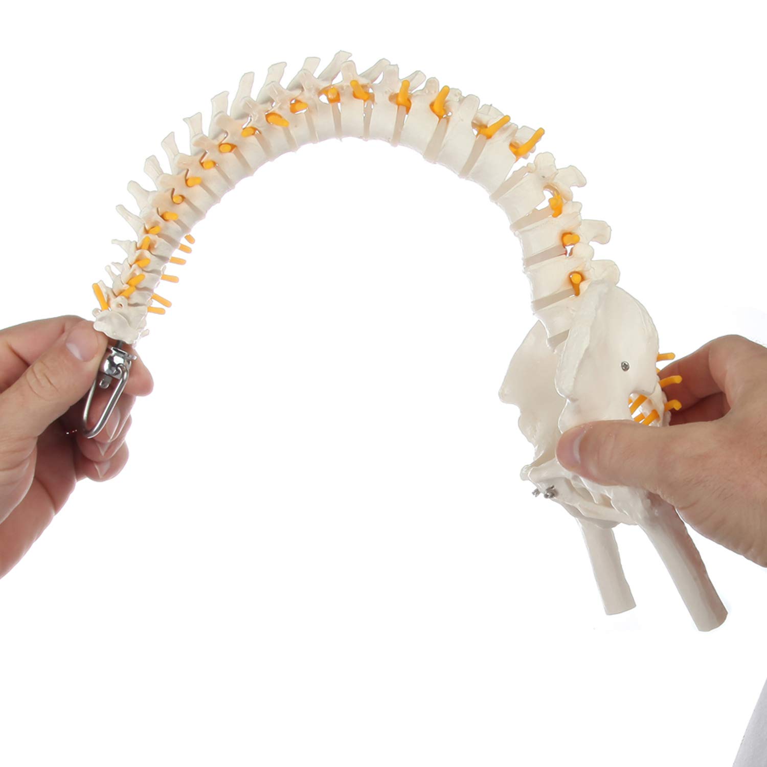 Mua Axis Scientific Miniature Spine Anatomy Model, 15.5" Mini Vertebral ...
