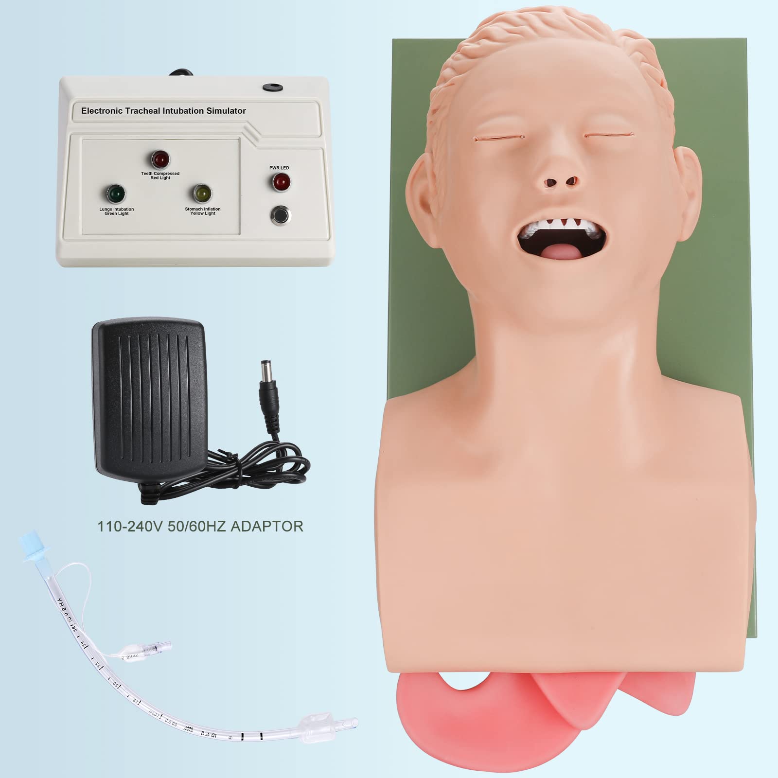 Mua Intubation Human Model Simulator- Endotracheal Intubation Manikin ...