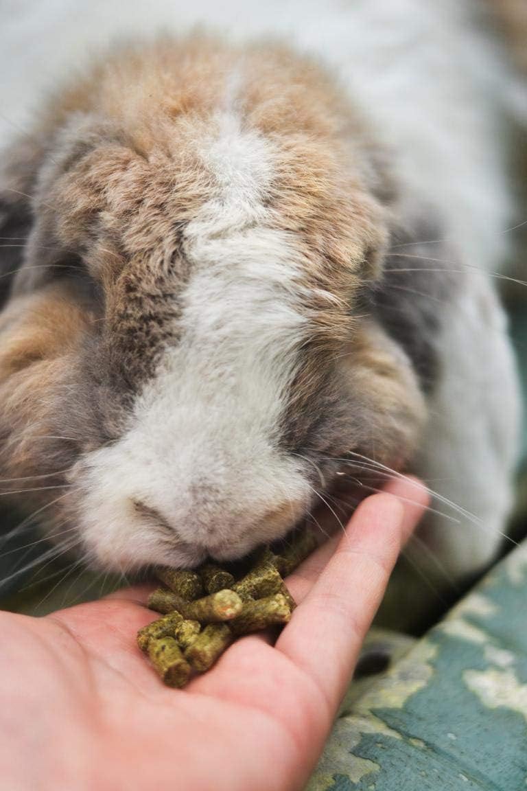 Marriage’s Rabbit Pellets 2kg – Hypoallergenic Nutri Rabbit Pellets ...