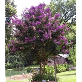 Amazon.com : Purple Velvet Miniature Crape Myrtle, Pack of 5, Darkest ...