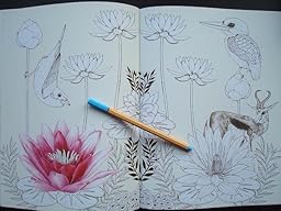 Birdtopia: Colouring Book (Colouring Books): Amazon.co.uk: Daisy ...