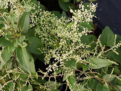 Fallopia multiflora hypoleuca in 19/20cm pot with 3' cane: Amazon.co.uk ...
