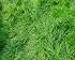 Amazon.com : 5LBS Creeping Red Fescue(Festuca Rubra) Fully Tested, Fast ...