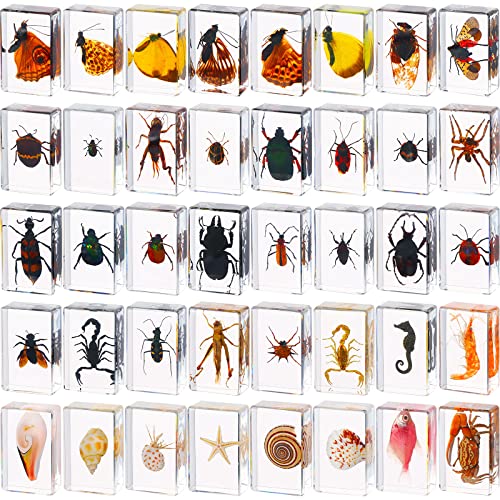 40 Pcs Insect in Resin Specimen Bugs Collection Paperweights Real Bugs ...