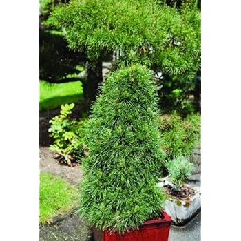 Amazon.com : Green Penguin Dwarf Scotch Pine 1 - Year Live Plant : Pine ...