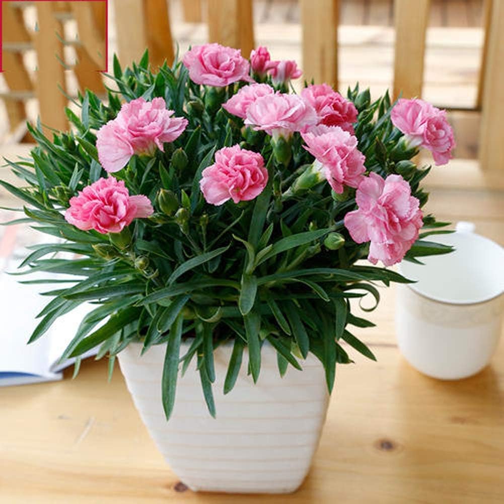 Carnation Picotee Mix Flower Seeds 30+ (Dianthus caryophyllus) Organic ...