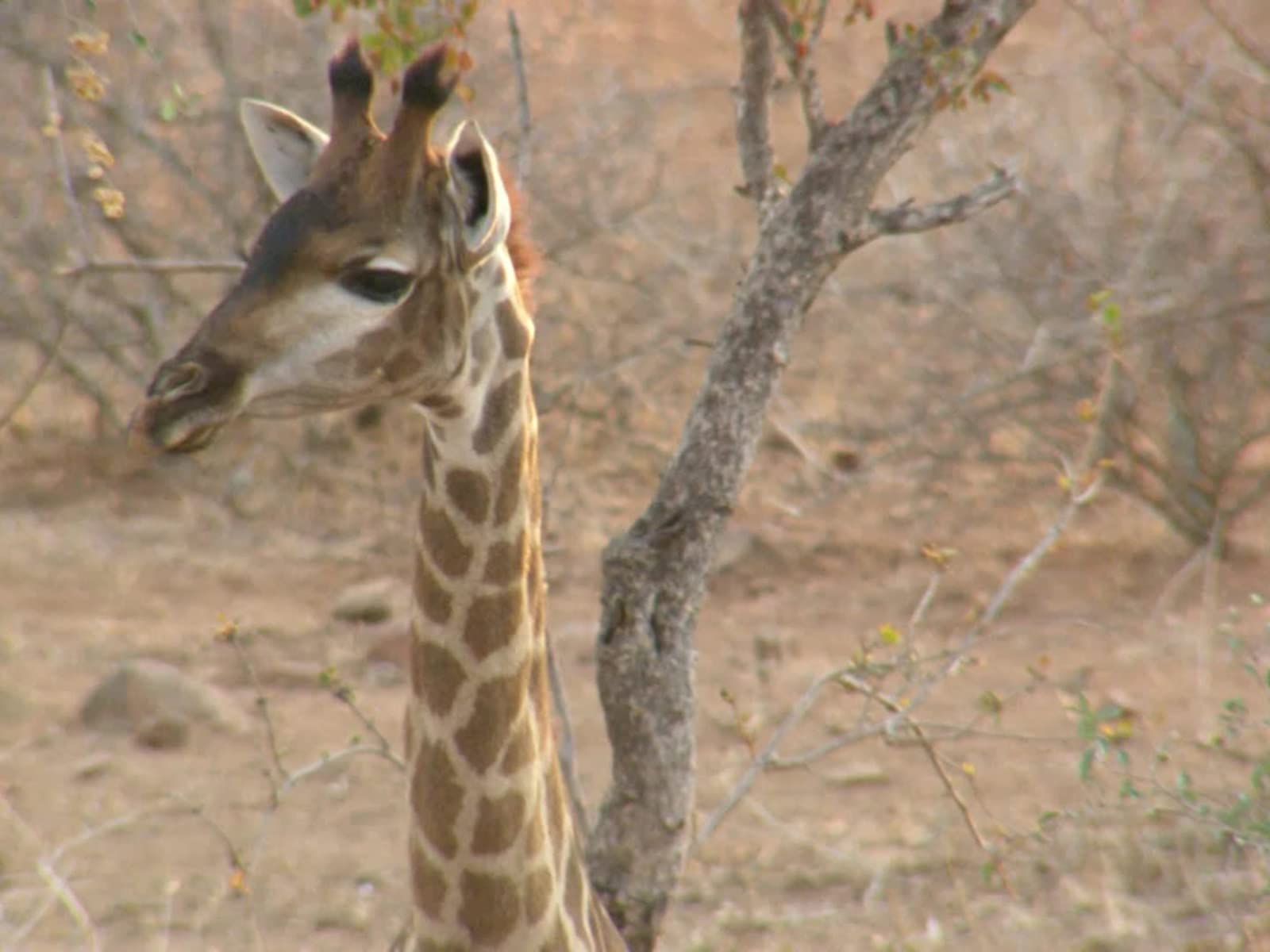 Watch Game Chasers - Season 2 | Prime Video