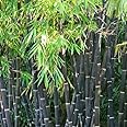 Amazon.com : Giant Bamboo Seeds for Planting - 500+ Bamboo Seeds Exotic ...