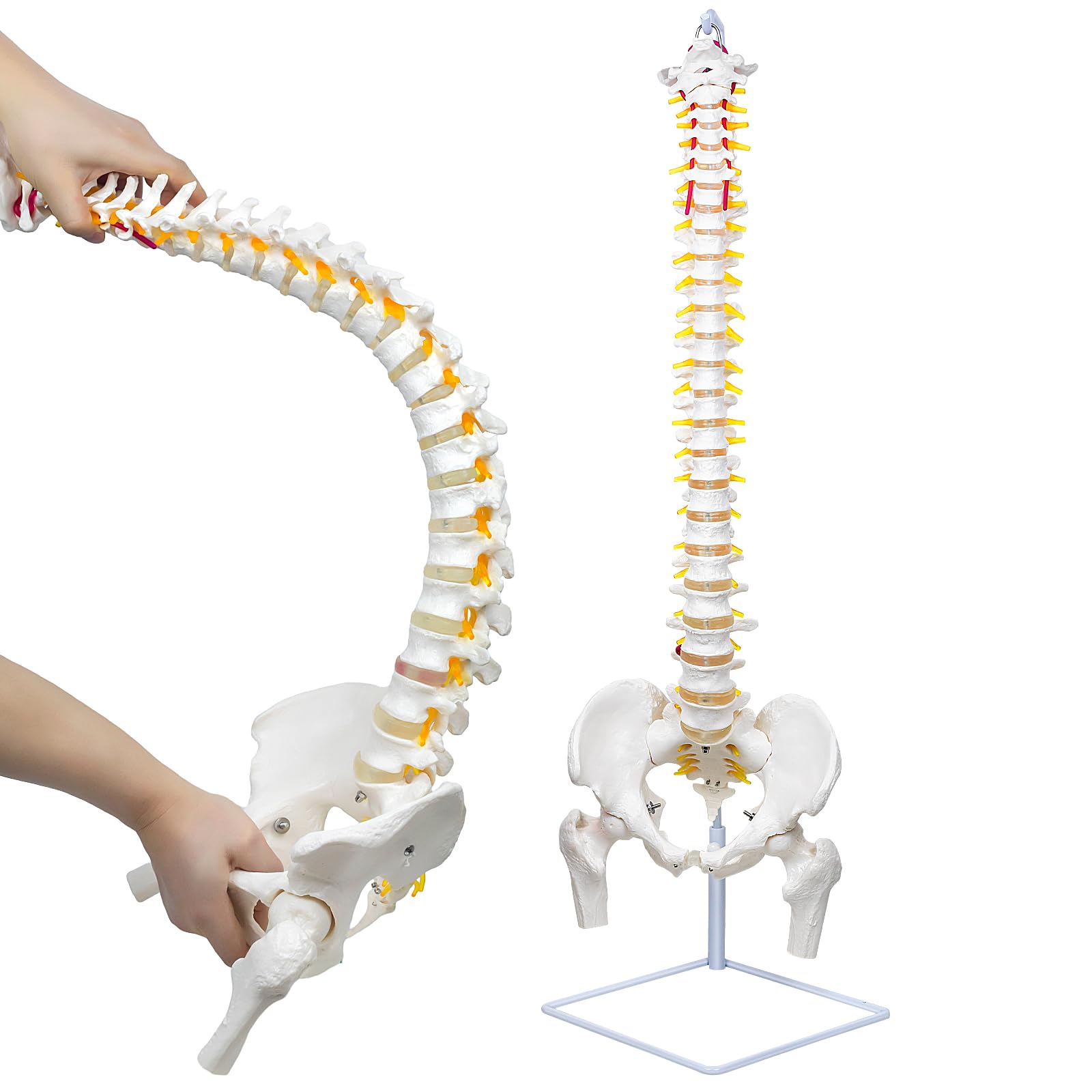 Mua 2024 Flexible Spine Model, 34.6" Life Size Spinal Cord Model ...