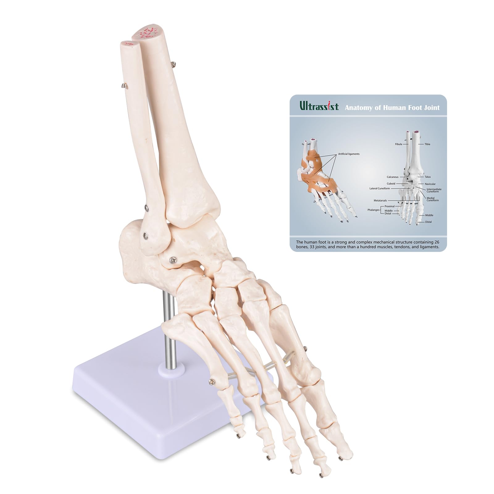 Mua Ultrassist Human Foot Skeleton Model Without Ligaments, Flexible 1: ...