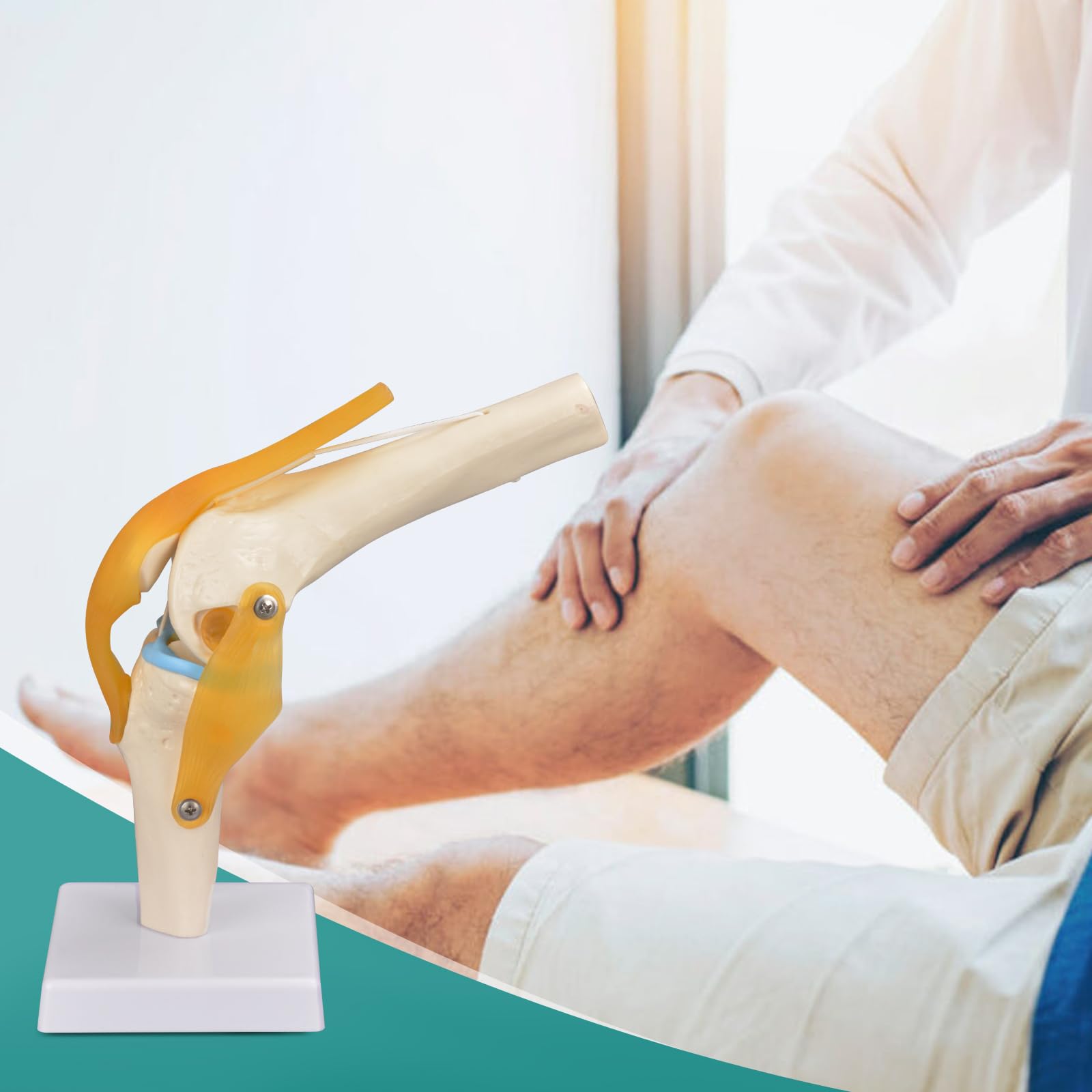 Mua Ultrassist Human Knee Joint Model with Ligaments, Flexible 1:1 ...