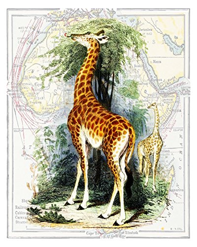 Buy Giraffe Art Print, Giraffes in Africa on an 18th Century of Africa ...