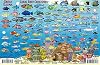 Great Exuma Bahamas Dive Map & Reef Creatures Guide Franko Maps ...