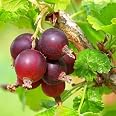 Amazon.com : Red Josta Gooseberry Tree Plant Live, Gooseberry Bush Live ...