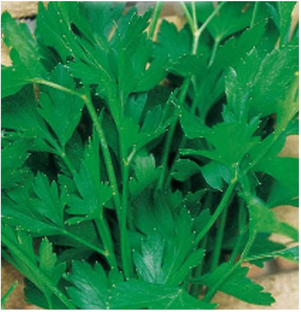 6000 C.ca Semi Prezzemolo Gigante di Napoli - Petroselinum Crispum In ...