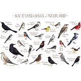 Backyard Birds of Maryland: How to Identify and Attract the Top 25 ...