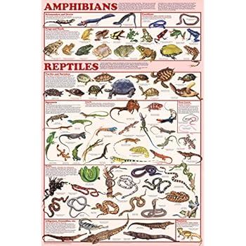 Amazon.com: North American Snakes Educational Chart Poster 24 x 36 ...