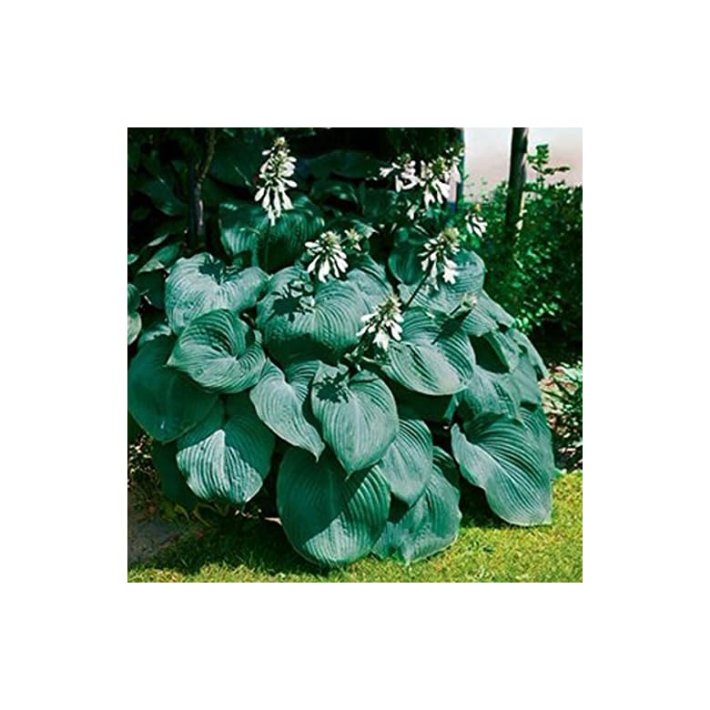 8 colours Hosta Seeds Perennial Plantain Flower,bonsai seeds,Ornamental ...