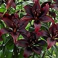 Amazon.com : 10-Pack Dark Red Mapira Asiatic Lily Bulbs for Planting ...