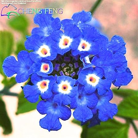 Blue Lavender Lantana Camara Shrub Flower 25 Exotic Flower Seeds,Free ...