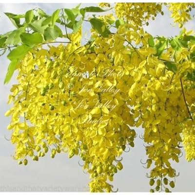 Drought Tolerant Cassia Fistula Seeds - 10 Golden Nepal | Ubuy