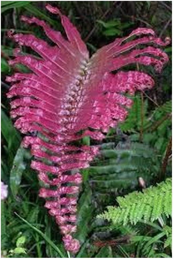 Blechnum sp. Pink Panama - Pink fern - 10 seeds: Amazon.ca: Patio, Lawn ...