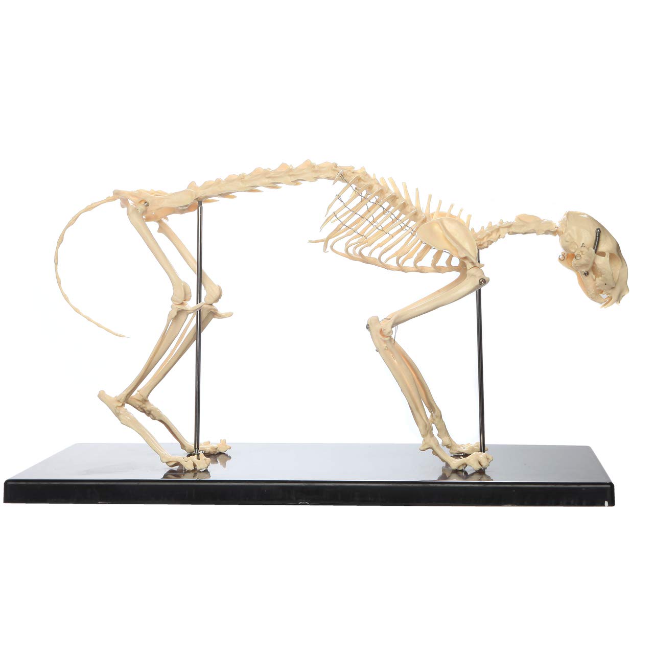 Amazon.com: Anatomy Lab Feline Skeleton Model - Fixed Articulation on ...