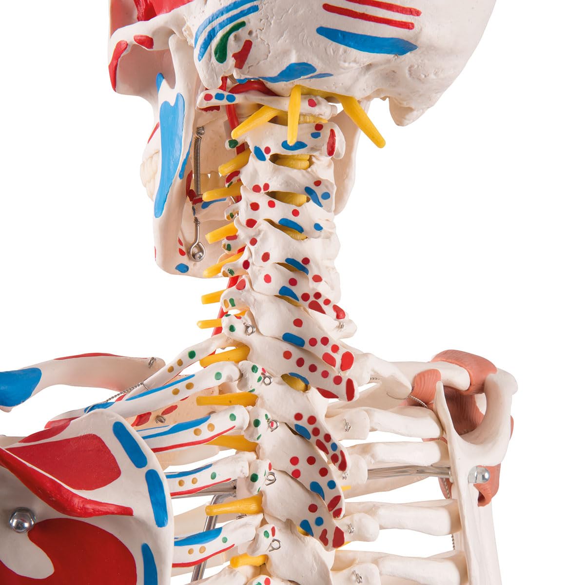 Mua Human Body Skeleton Model, Movable Spine, Ligament Reproduction ...