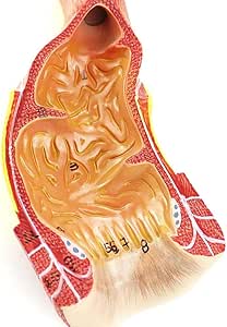 LBYLYH Modelo De Estructura Anatómica Rectal Humano, Lifesize El Dibujo ...