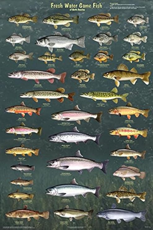 Fresh Water Game Fish of North America Laminated Educational Reference ...
