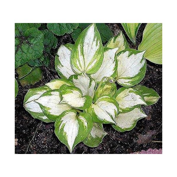 20pcs Hosta plantaginea Seeds Fragrant plantain Flower Fire And Ice ...