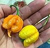 Orange Carolina Reaper HP22B Pepper Premium Seeds for Planting Packet ...