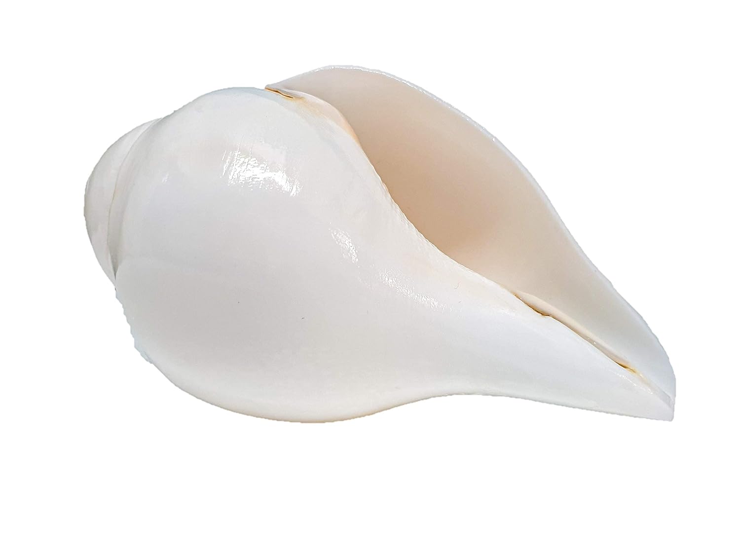 Buy Rudraksham Creations Shankh Pure Natural Shell Big Size | with Loud ...