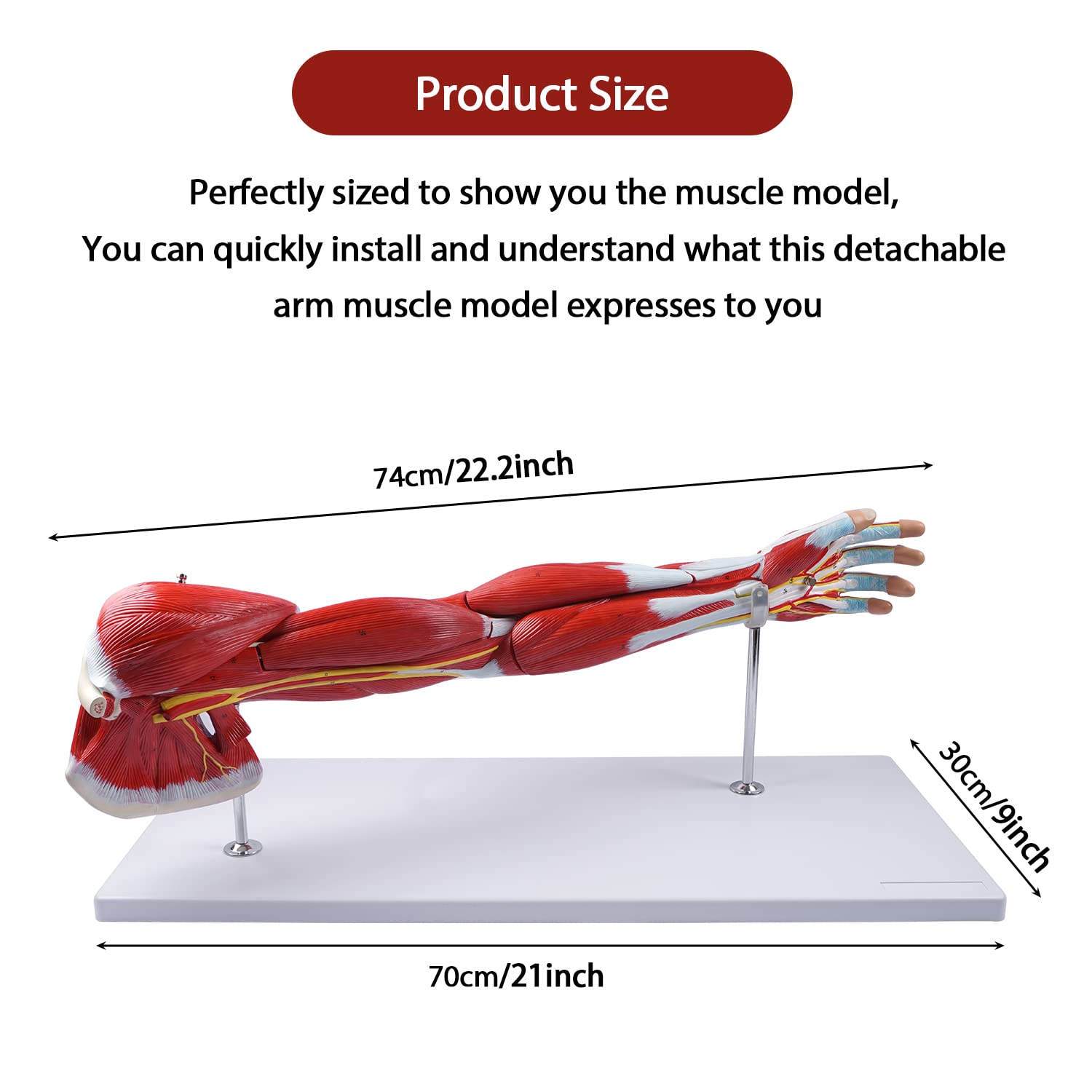Mua Muscular Arm Anatomy Model, Life Size Arm Model Anatomy Model ...