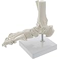 Amazon.com: MonMed Medical Models Life Size Foot and Ankle Model ...