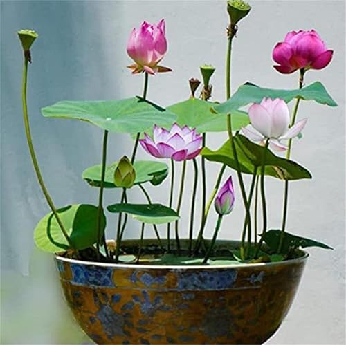 20+ Bowl Lotus Seeds (Water Lily Flower Seeds) for Planting in Saudi ...