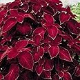 Amazon.com : Outsidepride 200 Seeds Annual Coleus Wizard Scarlet ...