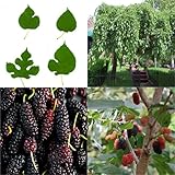 Weeping mulberry - How to grow plants