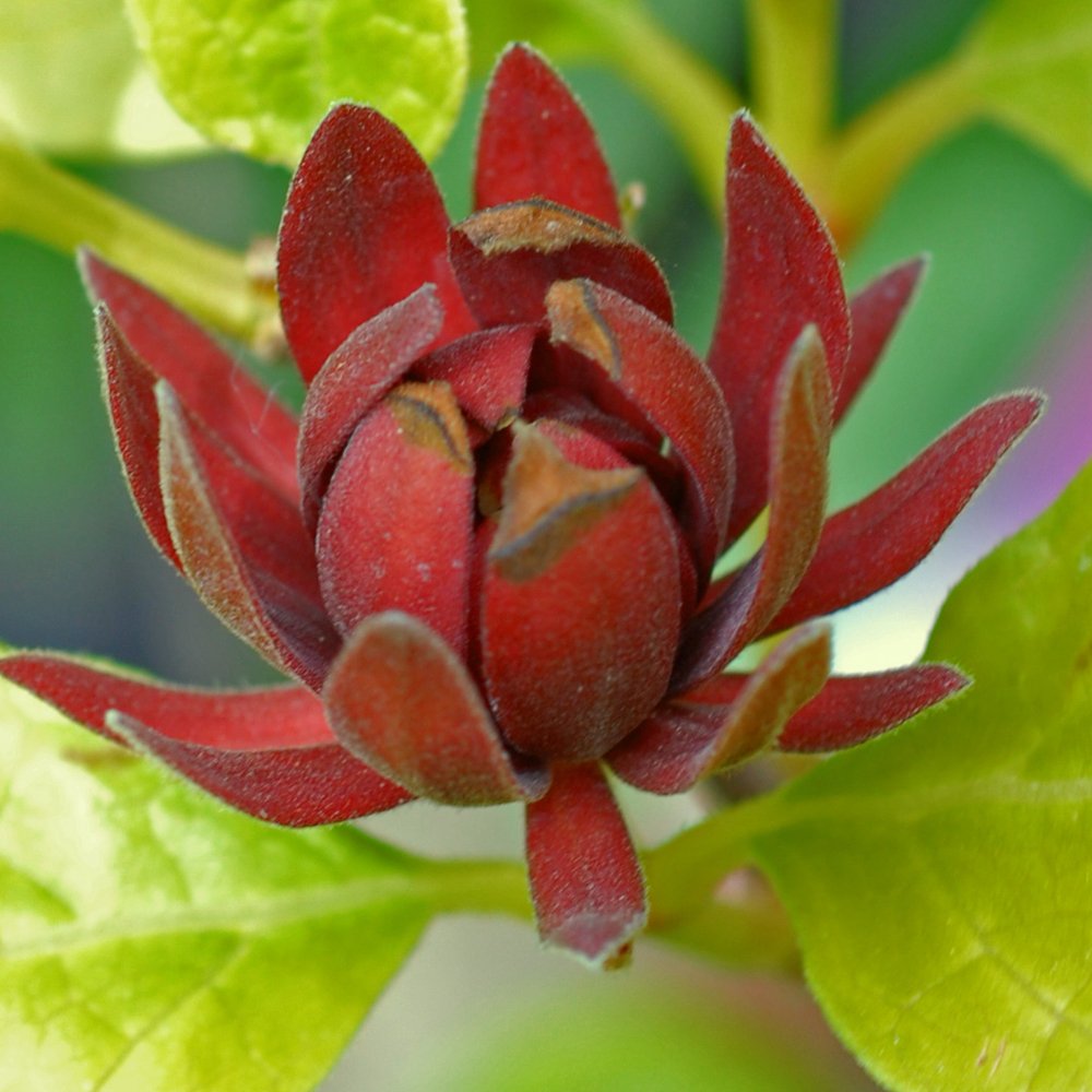 Sweetshrub Calycanthus Floridus Plant Hardy Shrub Baring Fragrant ...