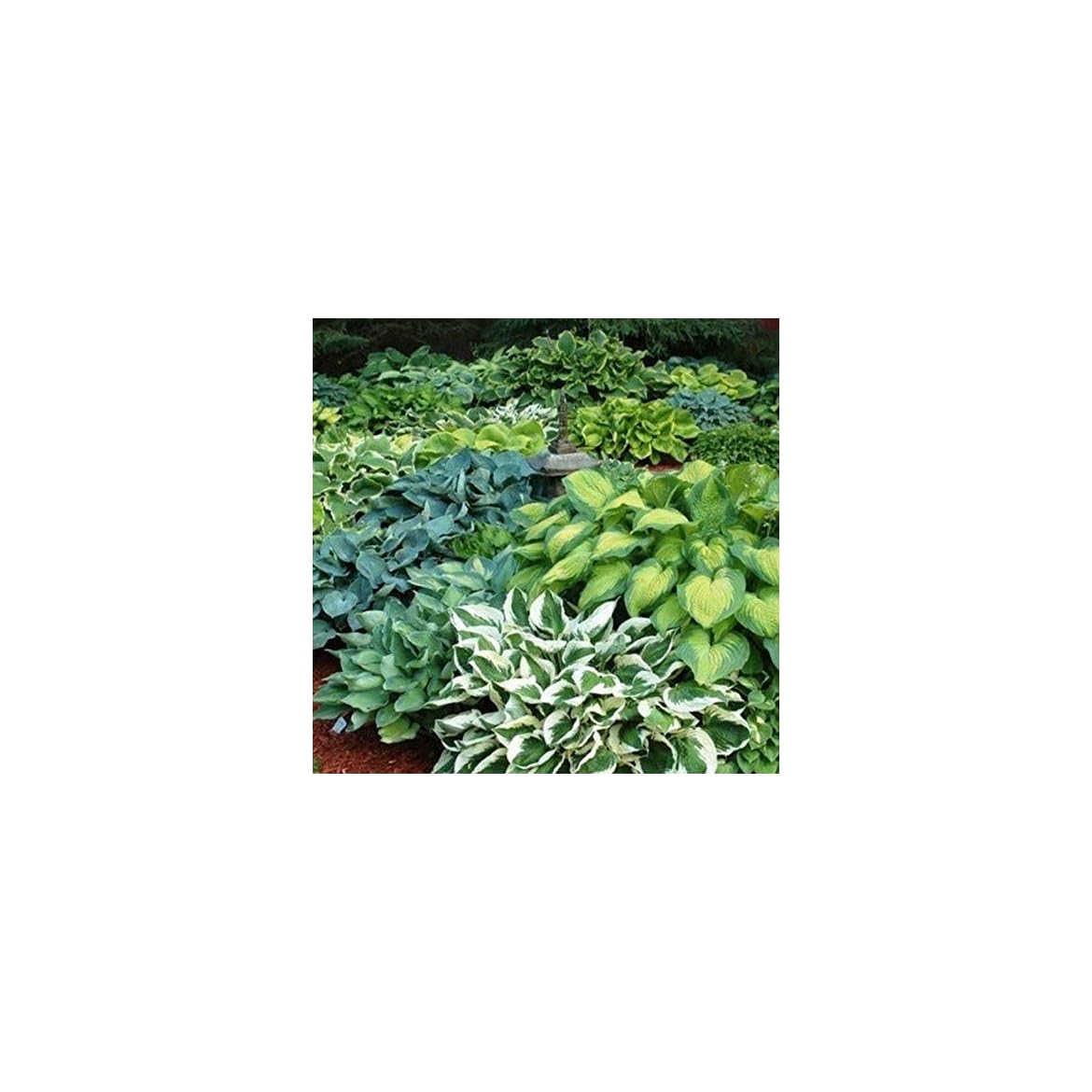 -Bulk- HOSTA "Sum & Substance" Shade Lover 250+Perennial Seeds ...