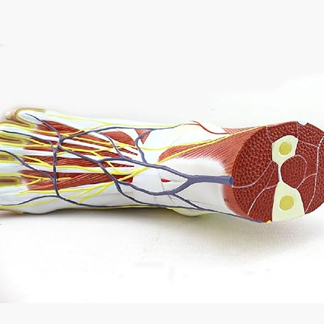 Mua LHLYL-DP Scientific Anatomy of the Foot with Muscles, Skeleton ...