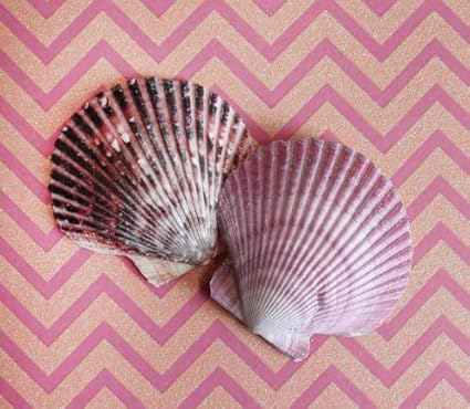 Amazon.com : Purple Scallop Seashells 1-3" | 5 pcs. : Everything Else