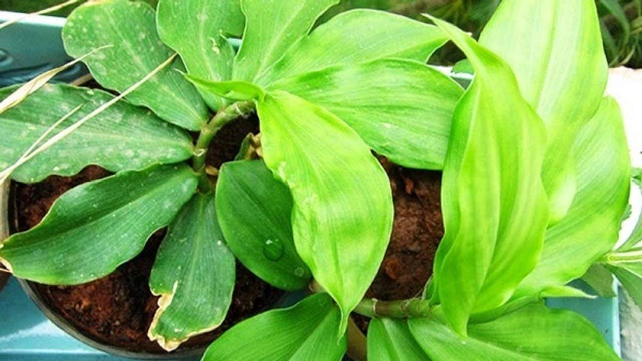 Aiden Gardens INSULIN PLANT DIABETIC HERB SUGAR PLANT FIERY COSTUS ...