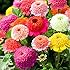 Amazon.com : Outsidepride Zinnia Zahara Double Bright Orange Flower ...