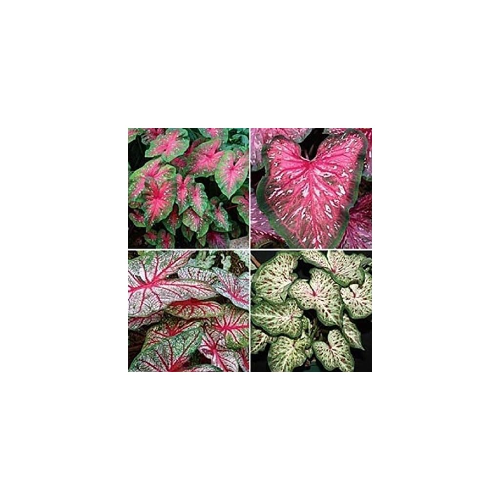 Caladium Tropical Mix,(6 Bulbs) Thrives in Heat and Humidity ...