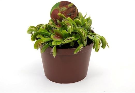 Venus Fly Trap Indoor House Plant Indoor Easy to Look After Carnivorous ...