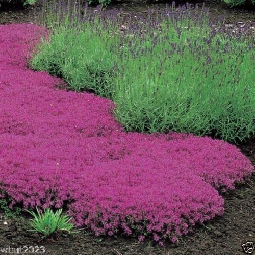 Best Fast Growing Ground Cover For Slopes - Top Picks - Gardening Dream