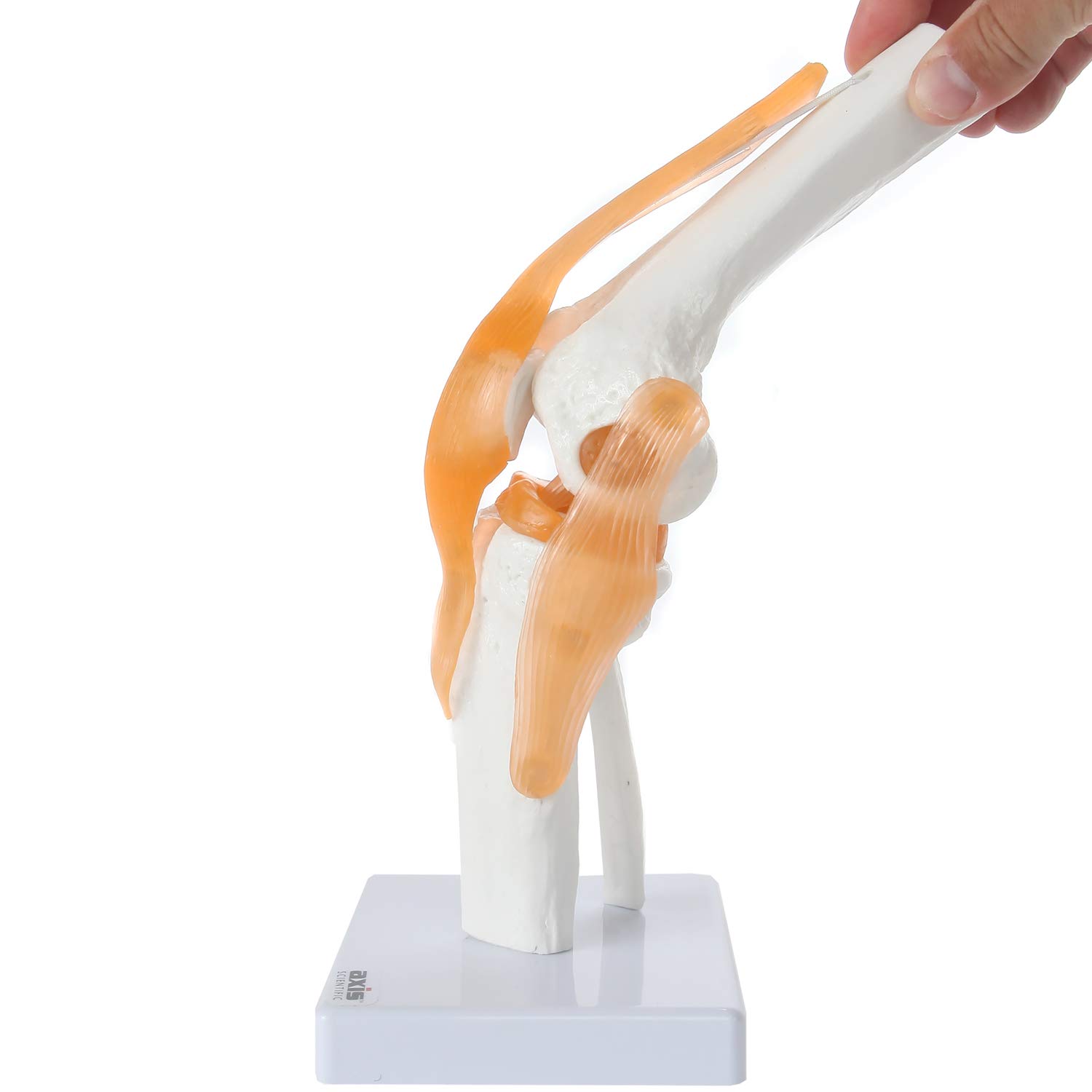 Mua Axis Scientific Knee Model with Ligaments and Muscles, Human Knee ...